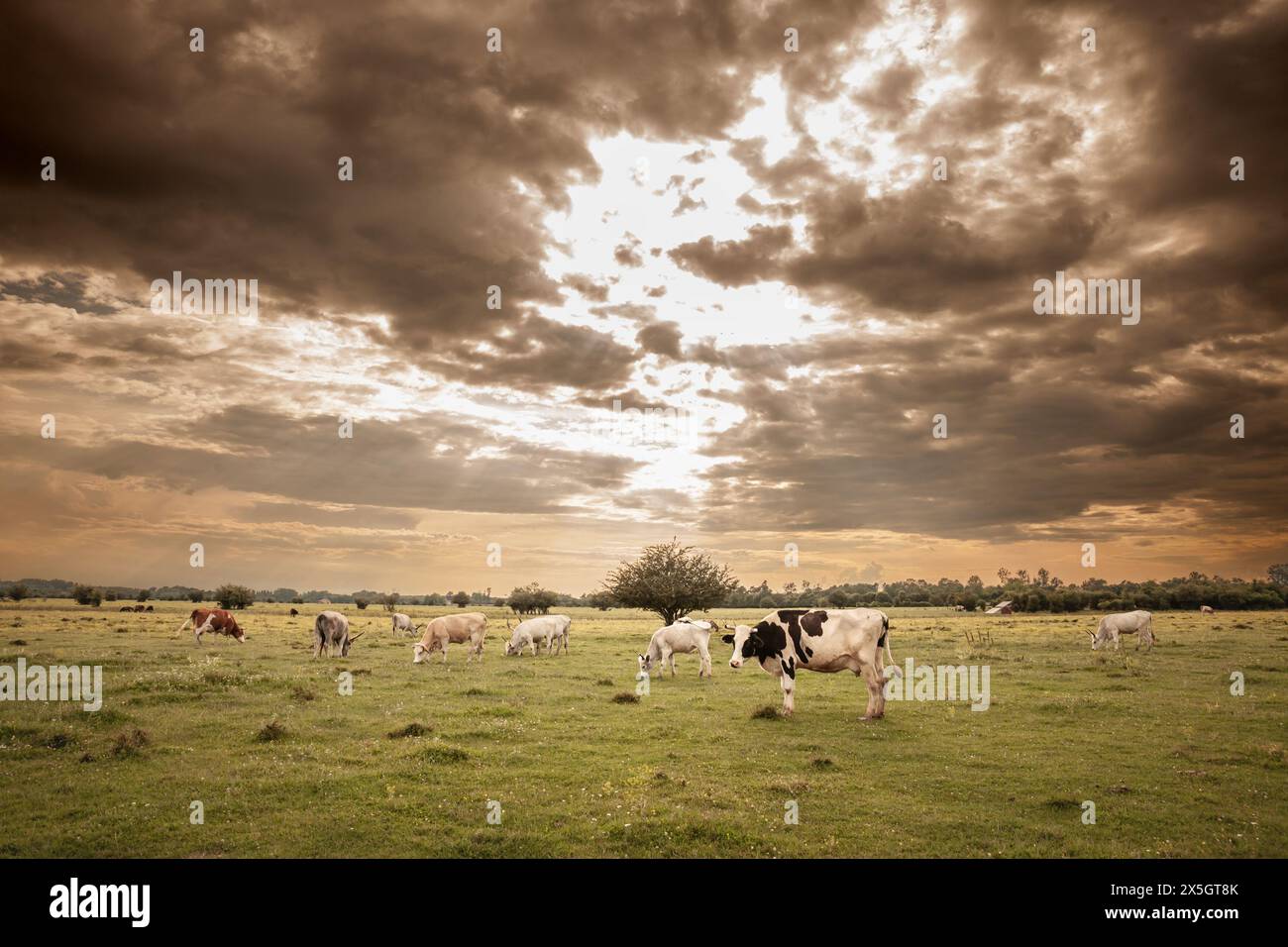 Picture of a holstein cows standing in Zasavica, in Serbia. The ...