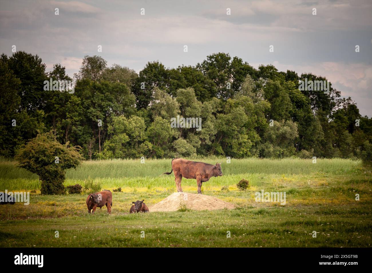 Serbian cow hi-res stock photography and images - Alamy