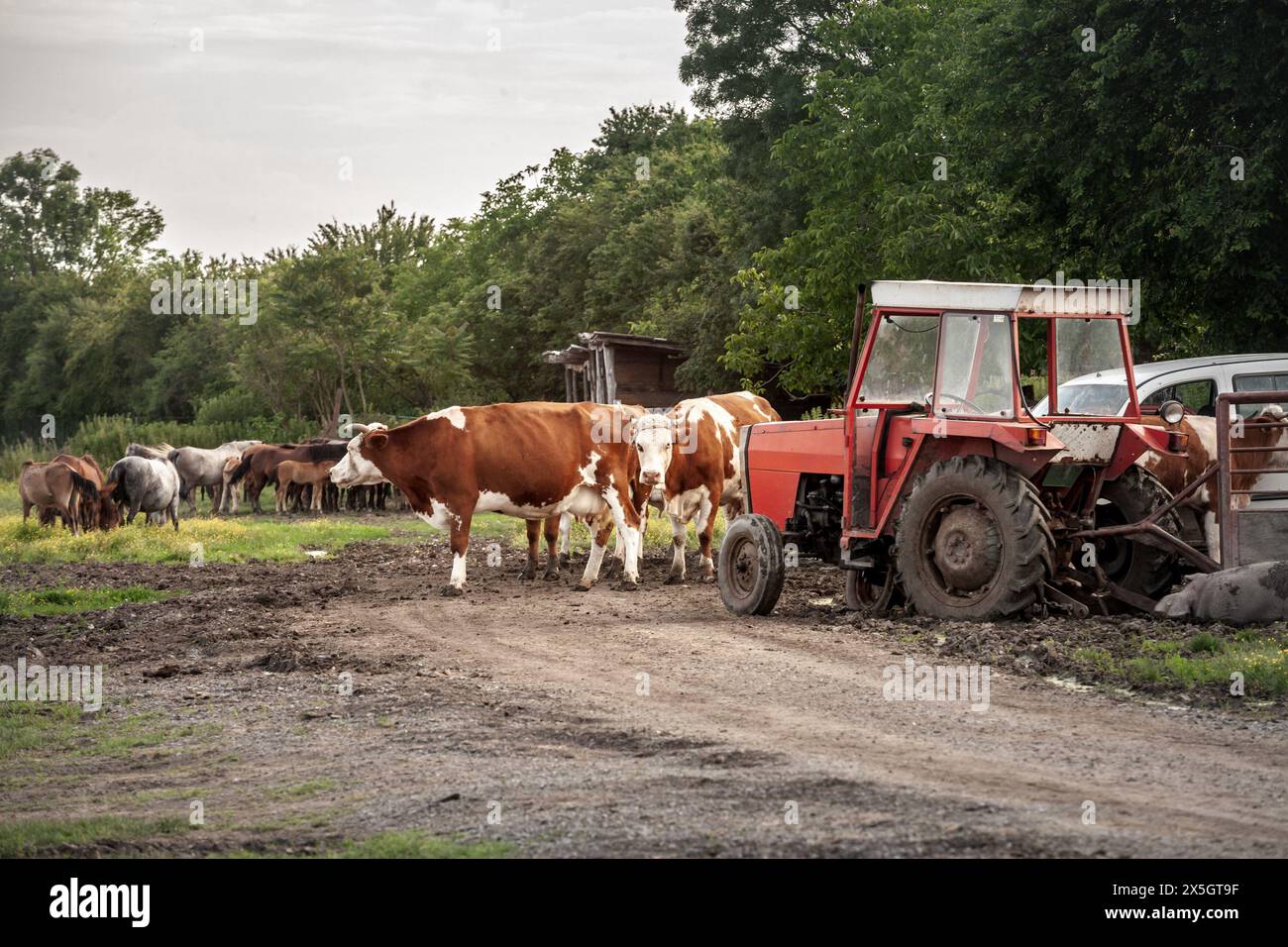 Picture of a holstein cows standing in Zasavica, in Serbia. The ...