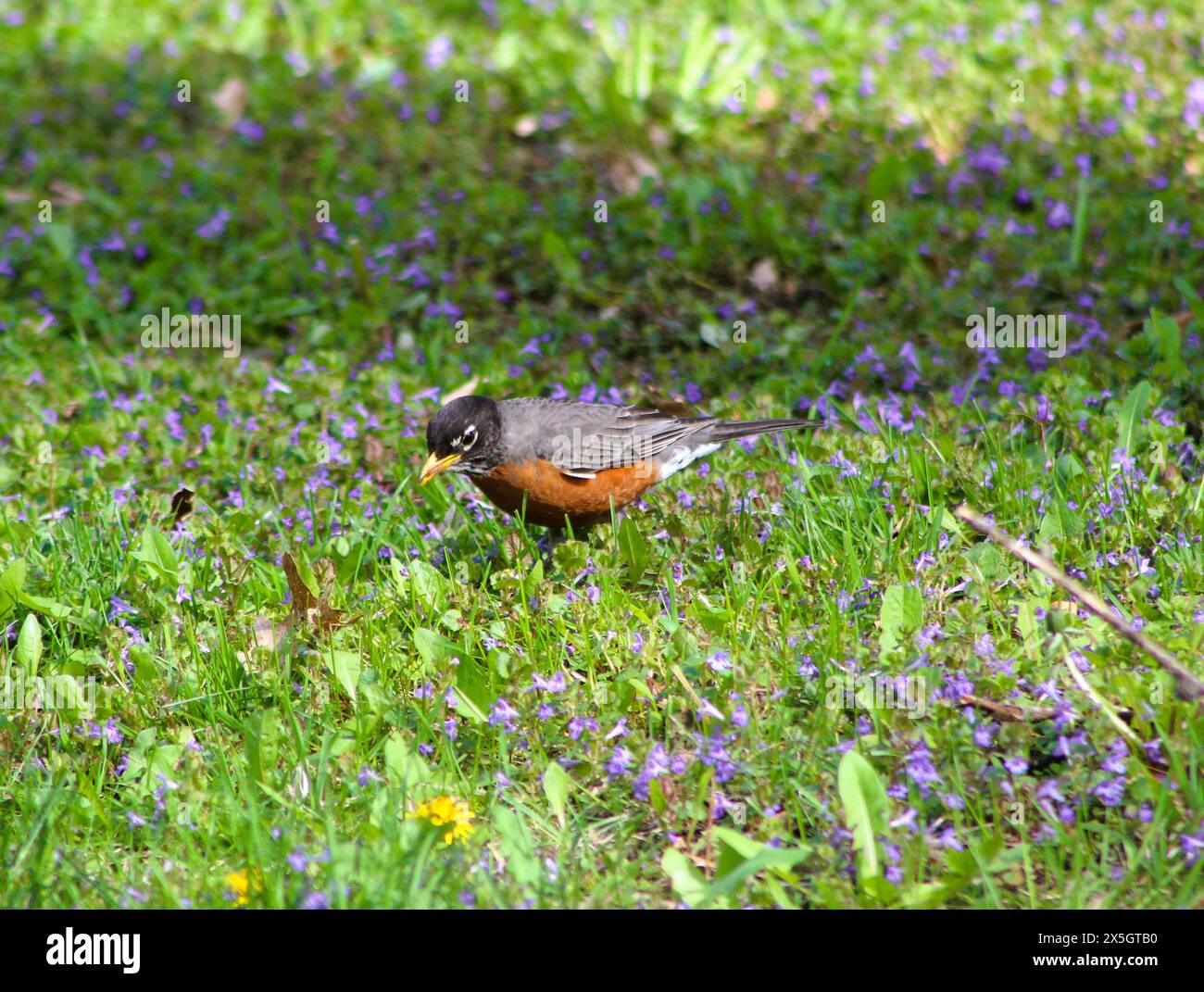 Robin in the grass, alert, feeding Stock Photo - Alamy