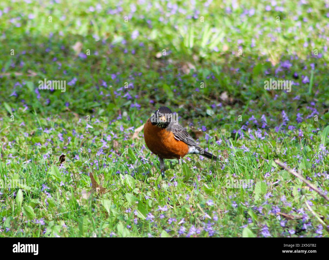 Robin in the grass, alert, feeding Stock Photo - Alamy