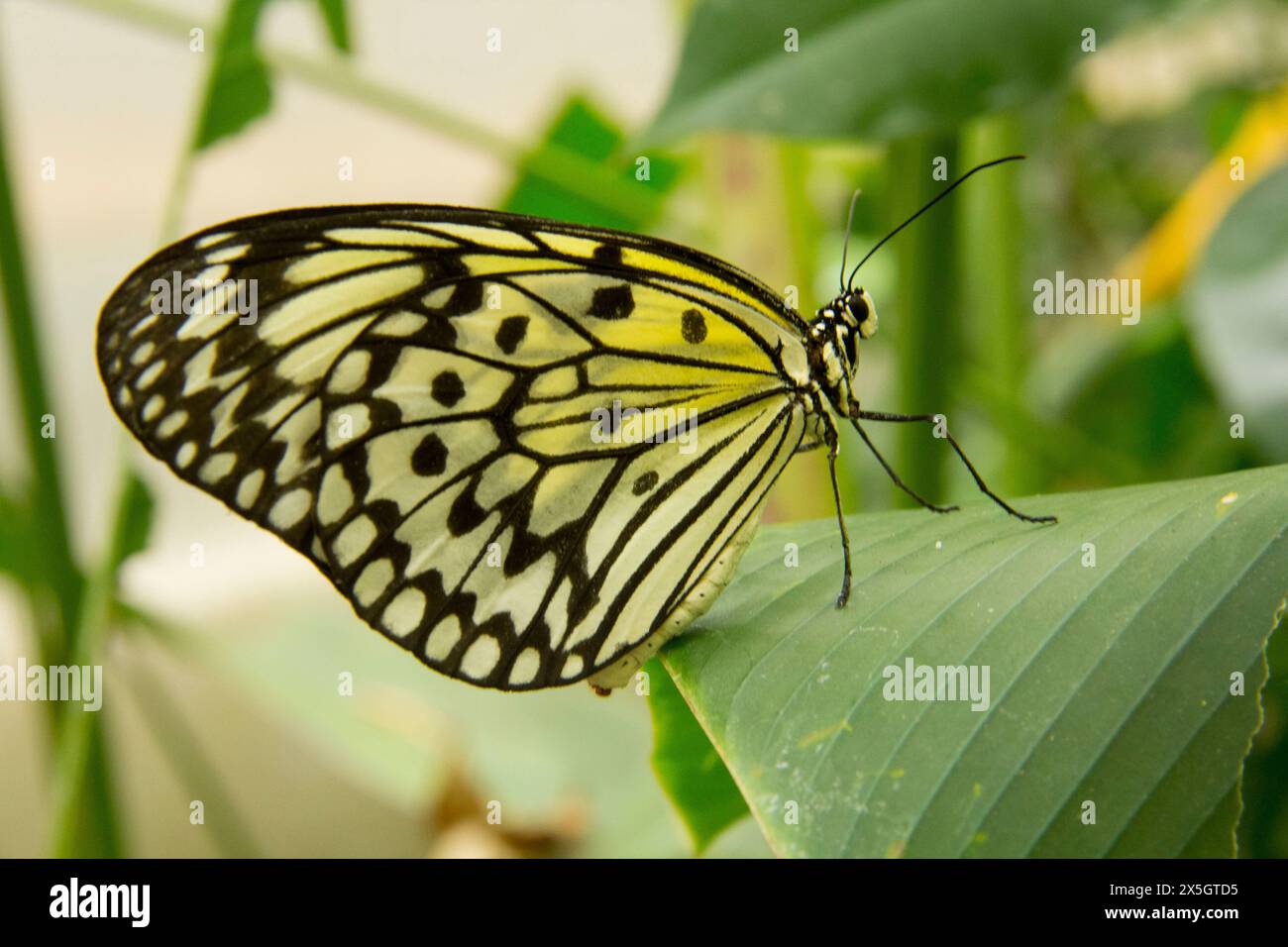 Macro photography of butterflies Stock Photo - Alamy