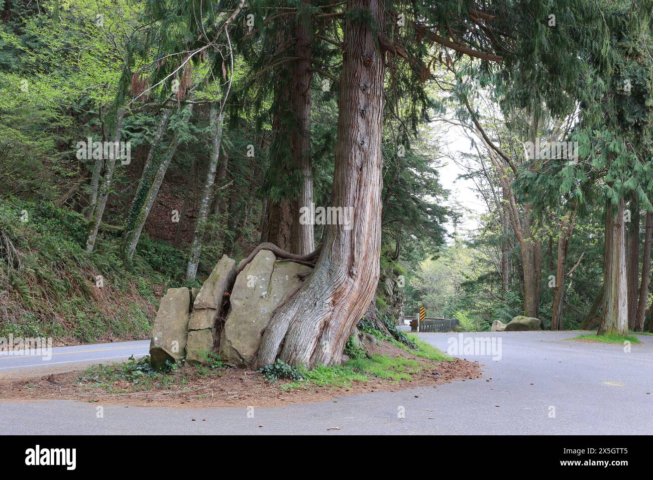 Who put that tree in the road Stock Photo - Alamy