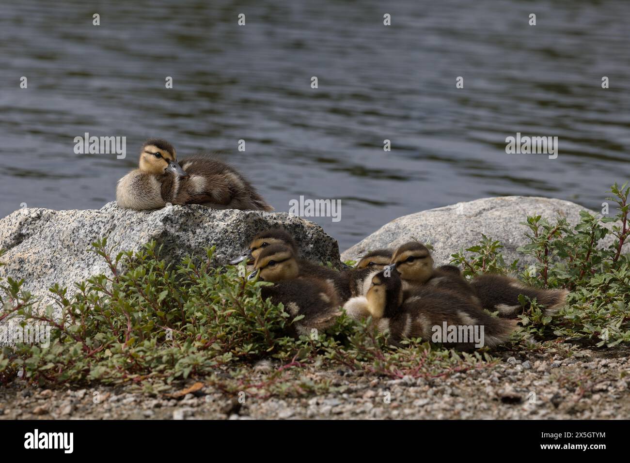 Baby ducklings on a rock Stock Photo - Alamy