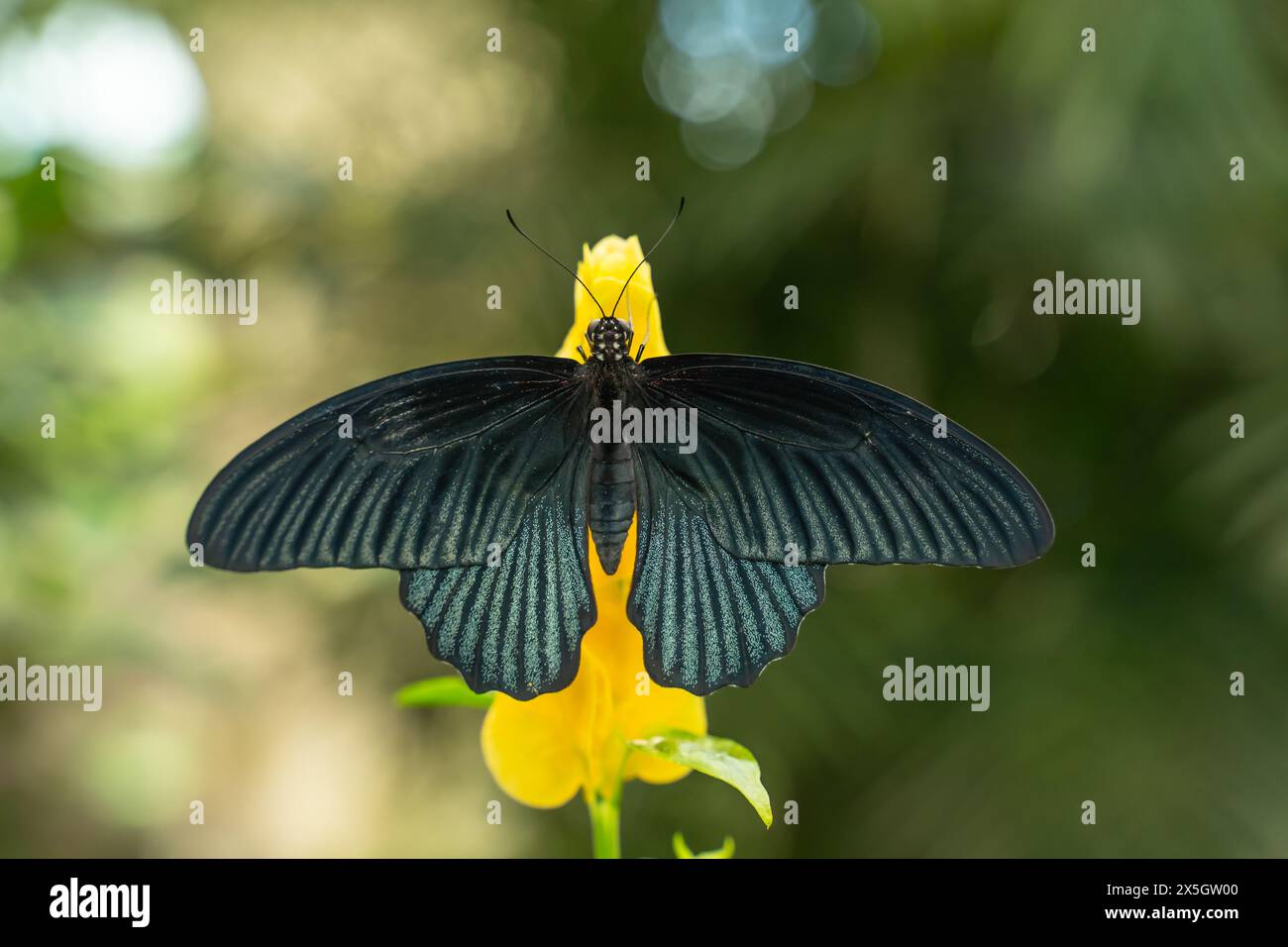 Great Mormon butterfly (Papilion memnon) on a Yellow Flower in ...