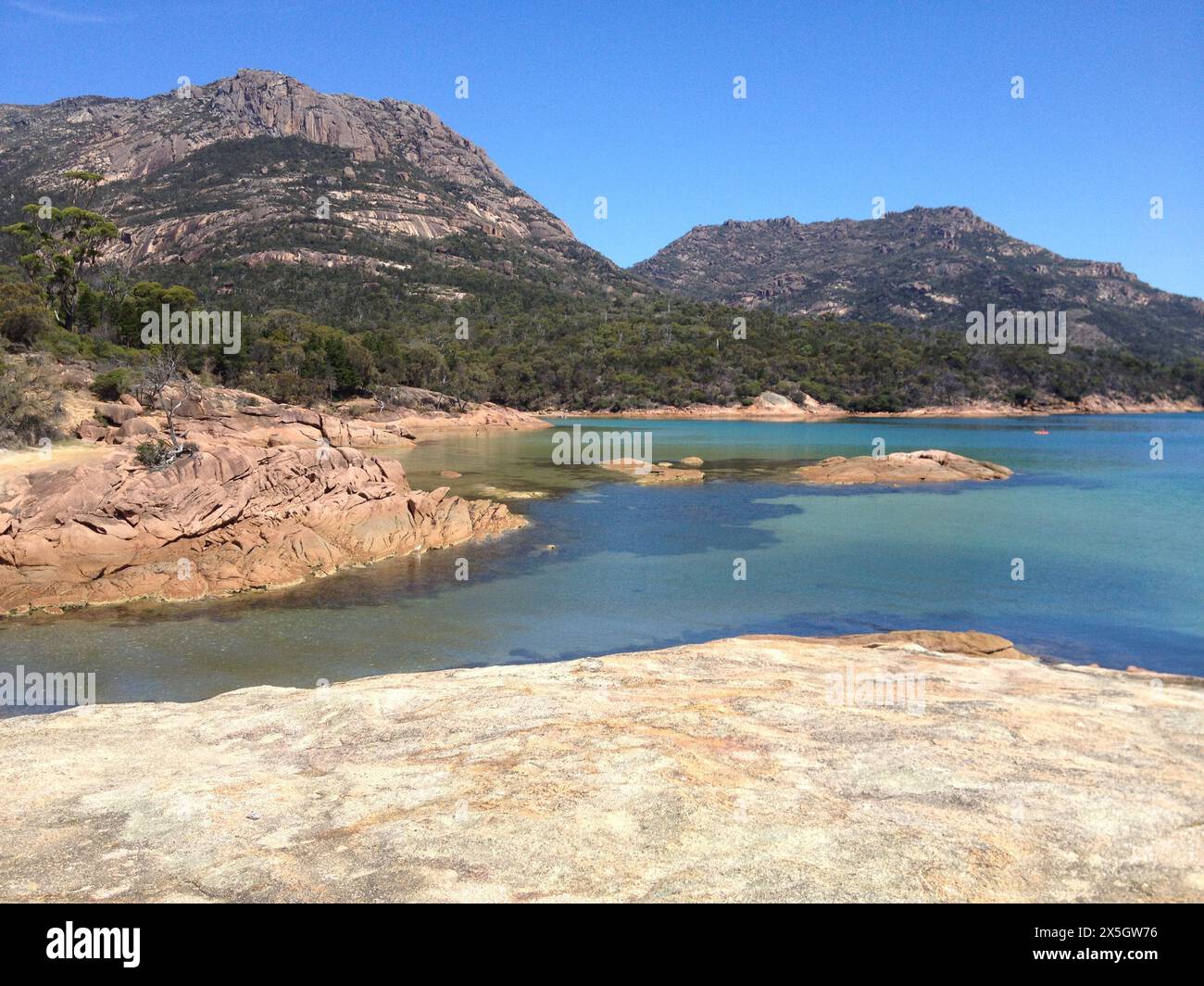 Tasmanian devil in tasmania australia hi-res stock photography and images - Alamy