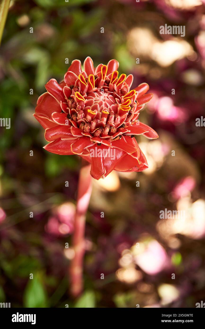 Torchflower hi-res stock photography and images - Alamy