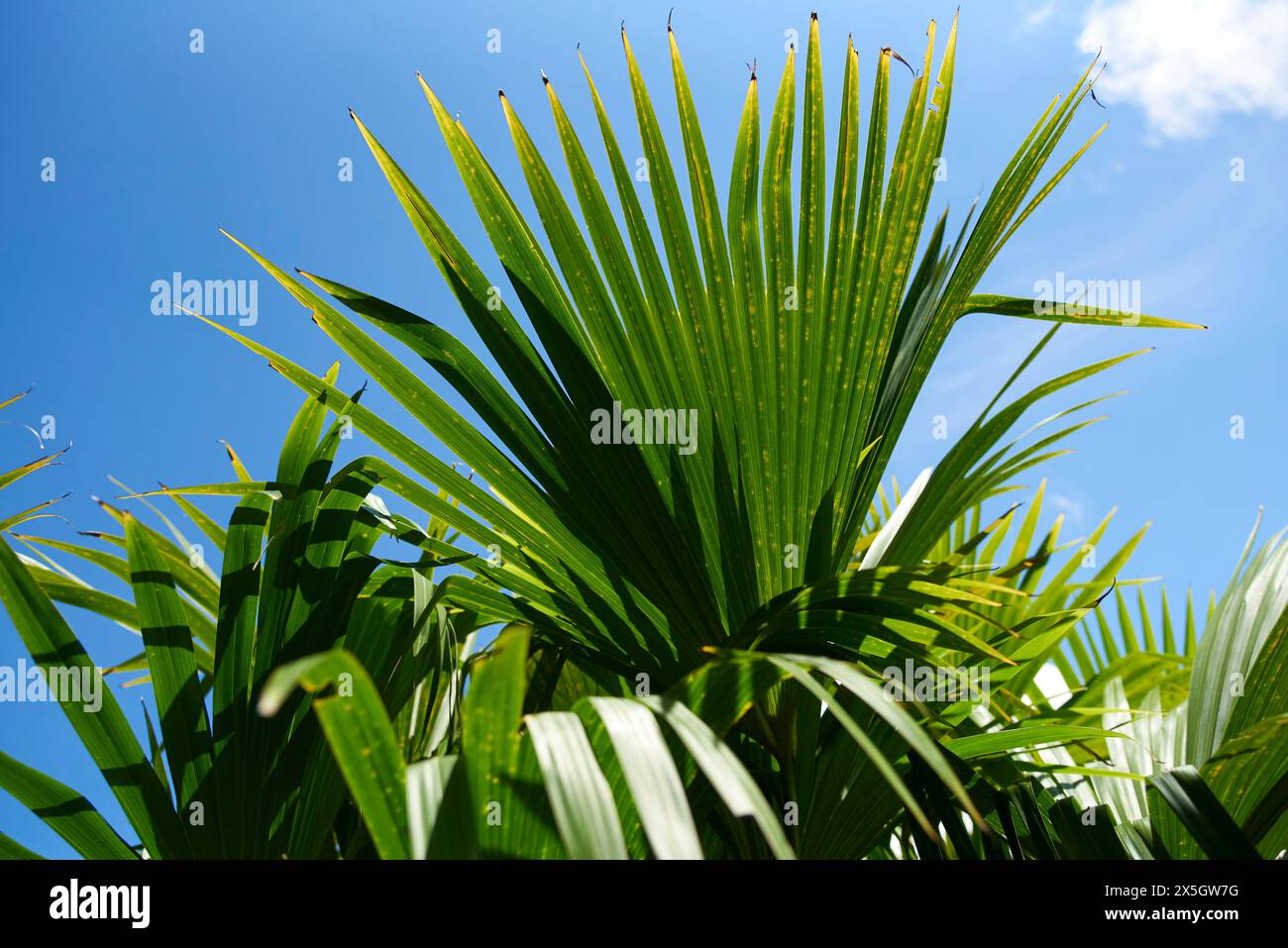 Panama hat plant or toquilla palm, Carludovica palmata, a palm-like ...