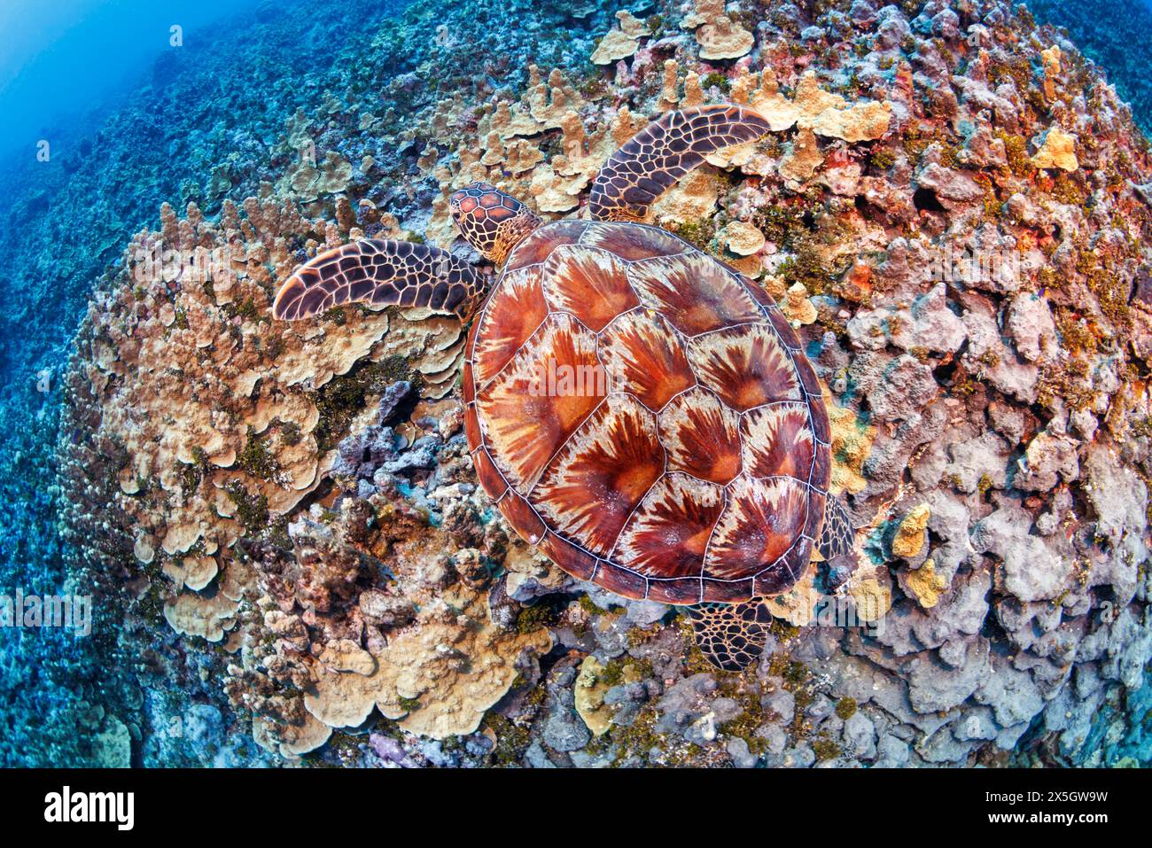 Guam beach detail hi-res stock photography and images - Alamy