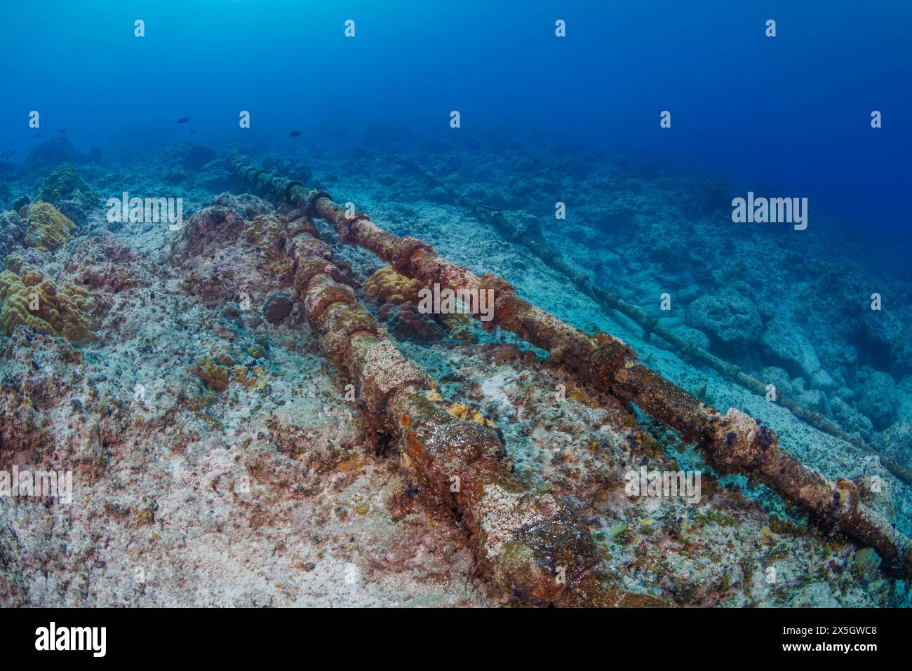 TransPacific undersea communication cables on the ocean floor off the ...