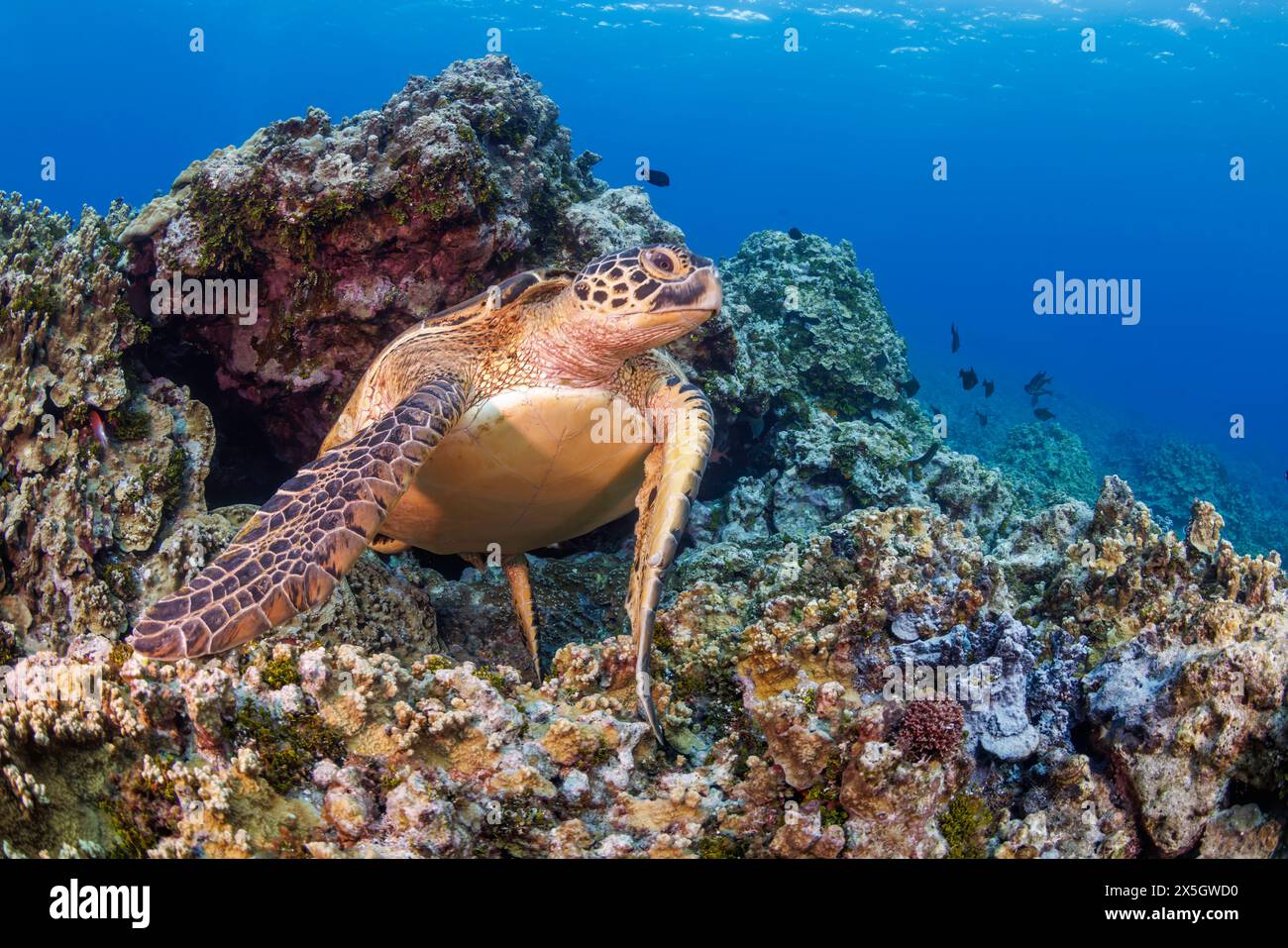 A green sea turtle, Chelonia mydas, over the reef off Gun Beach on the ...