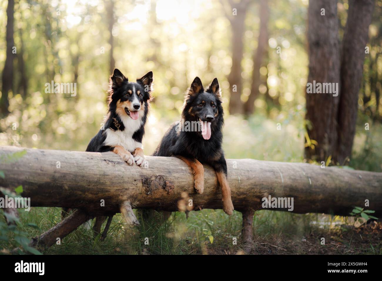 A Border Collie and a German Shepherd dogs sit side by side on a fallen ...