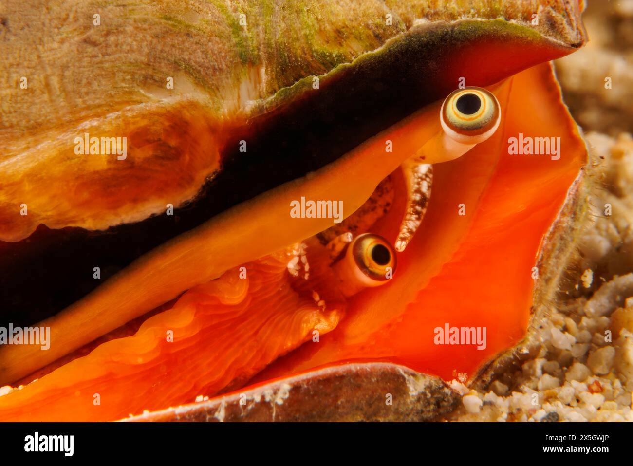 The strawberry conch, Conomurex luhuanus, is also known as a bloodmouth ...