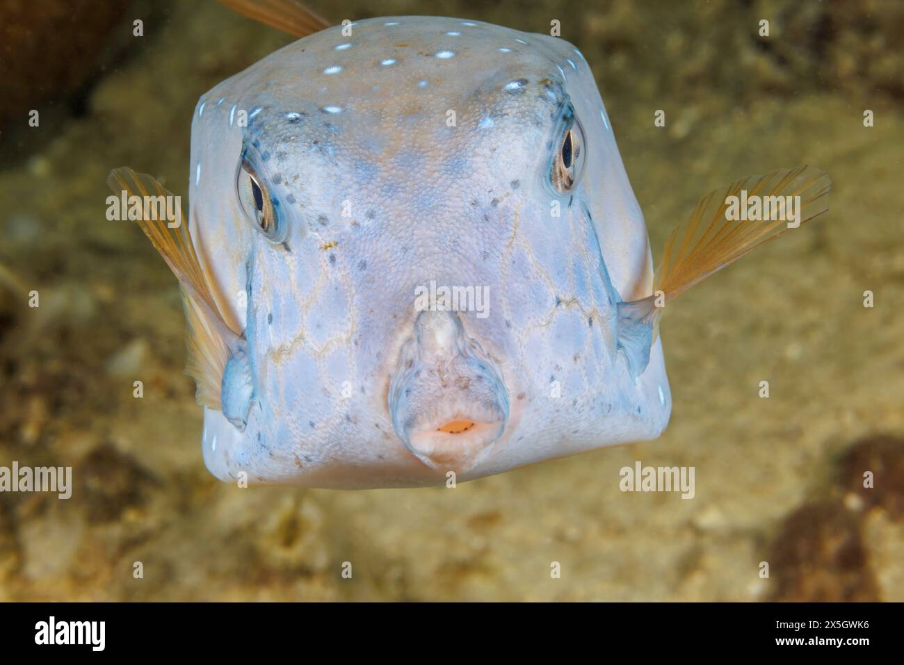 The yellow boxfish, Ostracion cubicus, begins life as a bright yellow ...