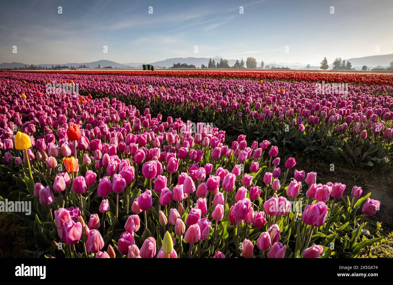 Field of flowers mountians hi-res stock photography and images - Alamy