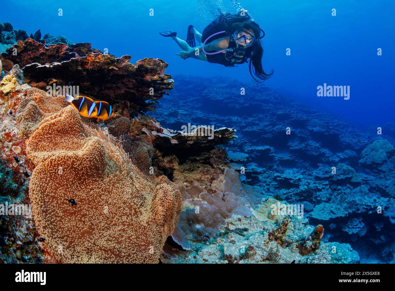 Clark's anemonefish, Amphiprion clarkii, and diver (MR), Yap ...