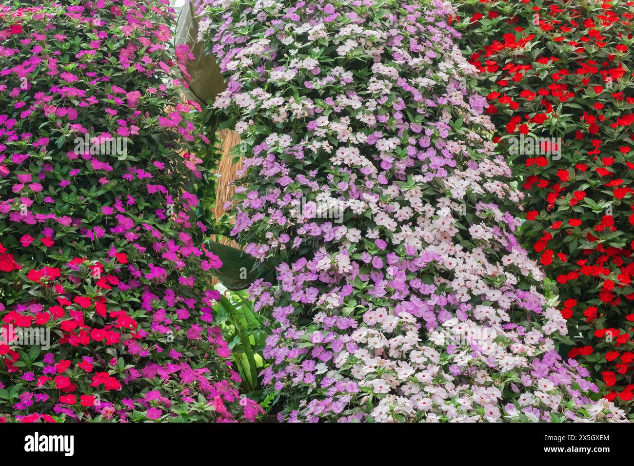 Flowers in a botanical garden. A beautiful green house with different ...