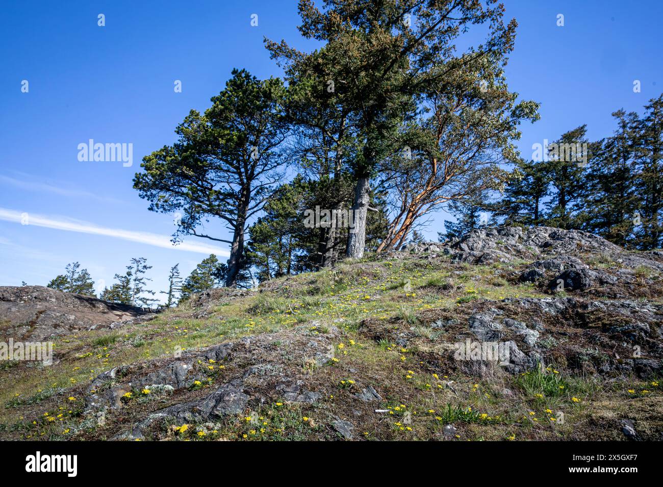 WA25209-00...WASHINGTON - Spring Gold blooming in the bald areas of ...