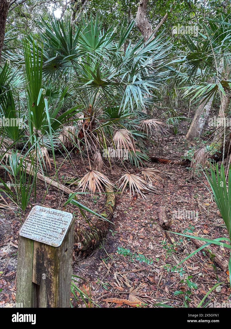 Closeup of saw palmetto palm tree cluster along a nature trail in ...