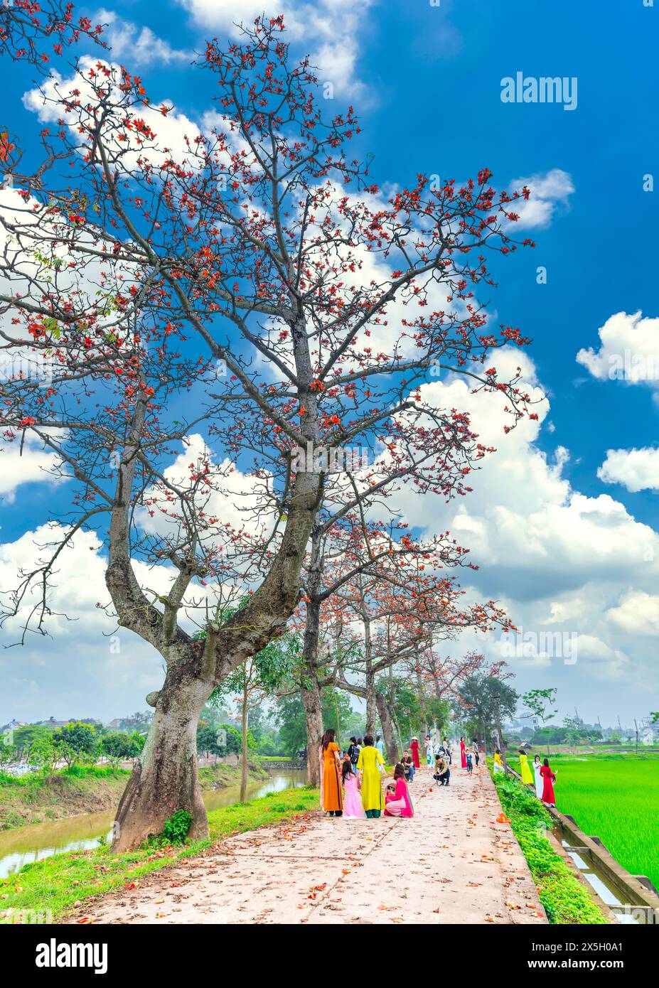 Hanoi, Vietnam - May 7th, 2024: Blooming bombax ceiba tree in the ...