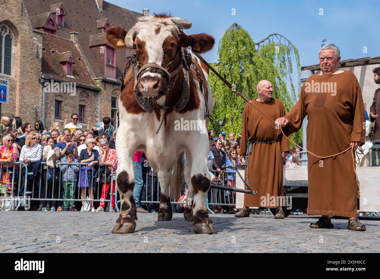 An Oxen led by a Fryer pulls a float during the Catholic festival of ...
