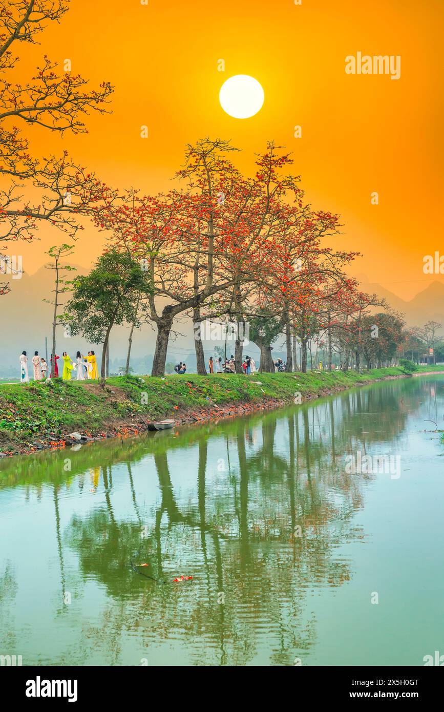 Hanoi, Vietnam - May 7th, 2024: Blooming bombax ceiba tree in the ...