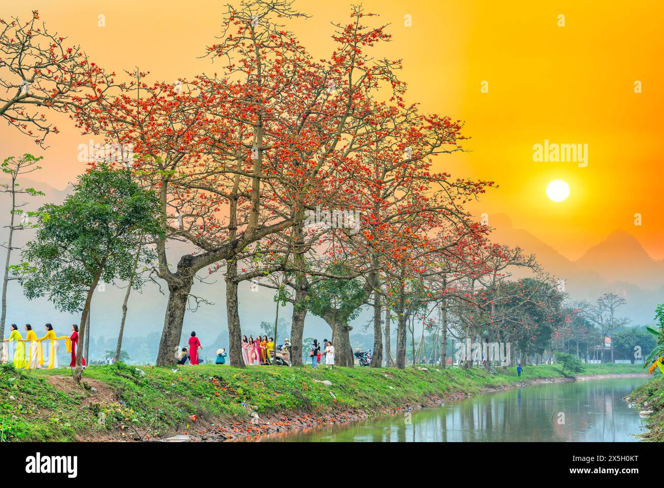 Hanoi, Vietnam - May 7th, 2024: Blooming bombax ceiba tree in the ...
