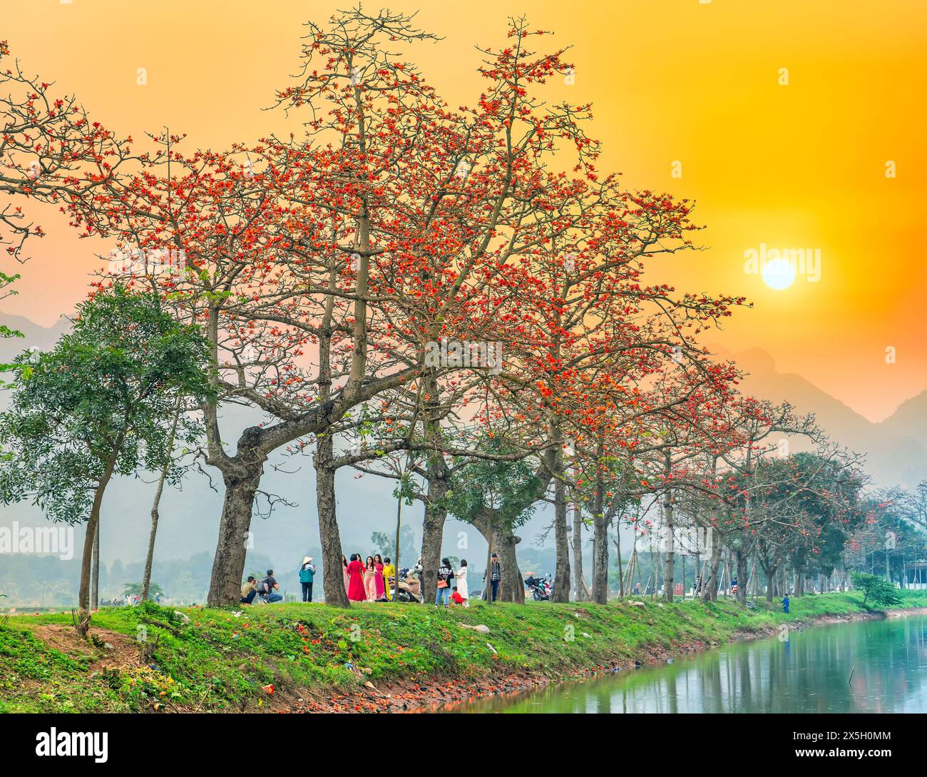 Hanoi, Vietnam - May 7th, 2024: Blooming bombax ceiba tree in the ...