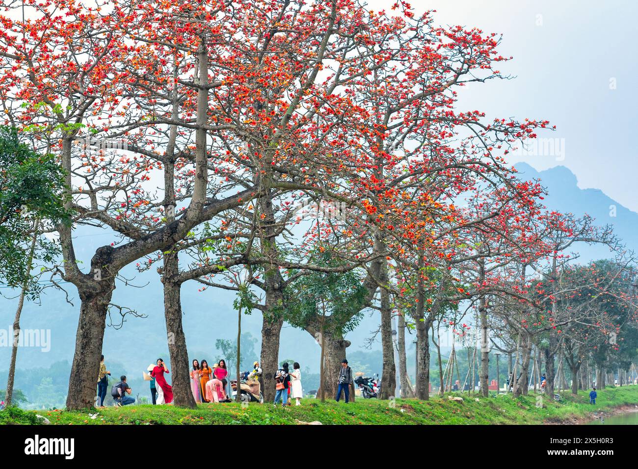 Hanoi, Vietnam - May 7th, 2024: Blooming bombax ceiba tree in the ...