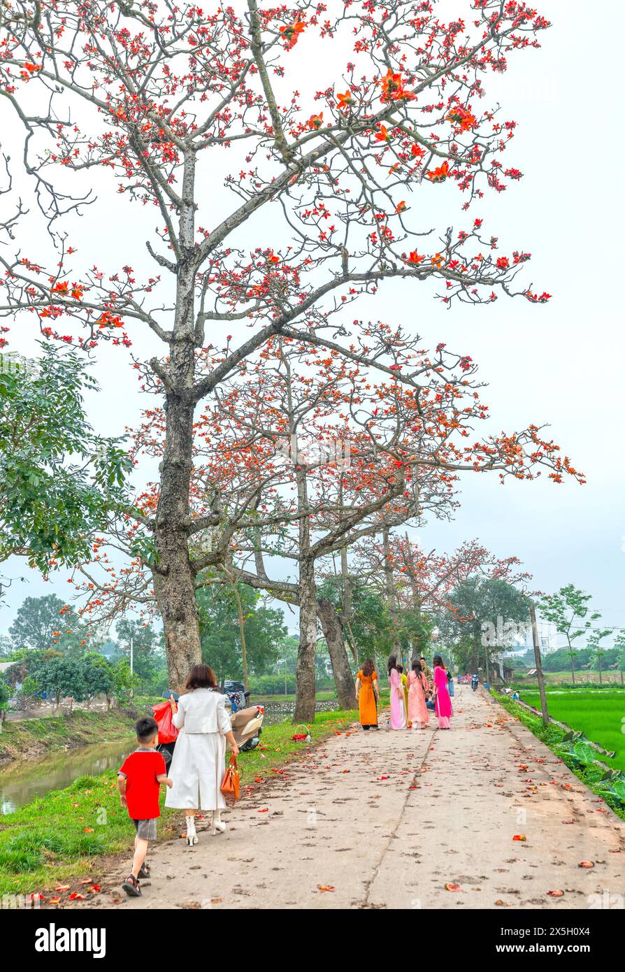 Hanoi, Vietnam - May 7th, 2024: Blooming bombax ceiba tree in the ...