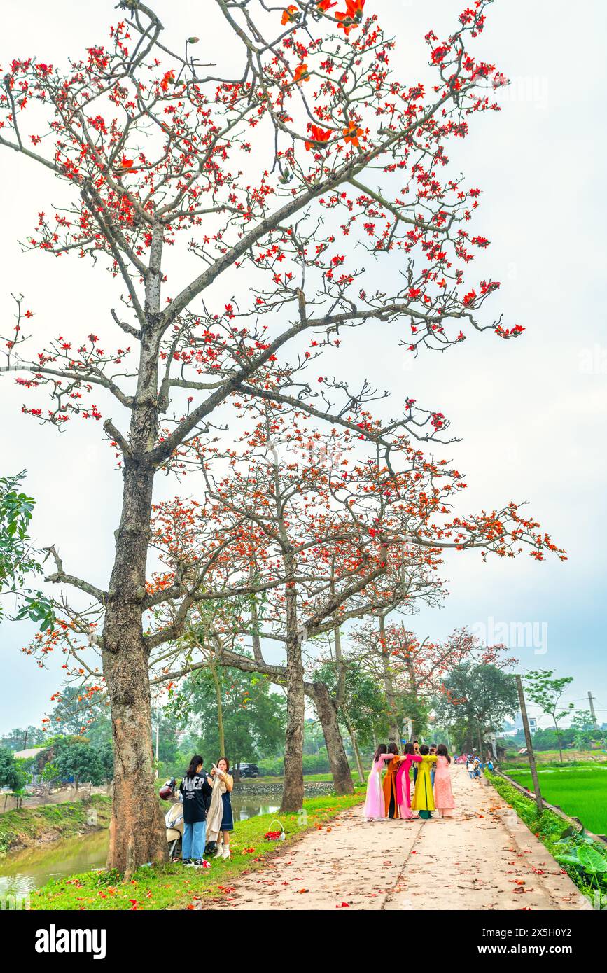 Hanoi, Vietnam - May 7th, 2024: Blooming bombax ceiba tree in the ...