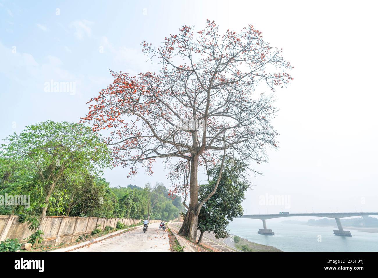 Hanoi, Vietnam - May 7th, 2024: Blooming bombax ceiba tree in the ...