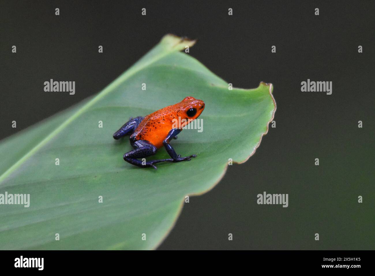 Strawberry poison dart frog, blue jeans morph Stock Photo - Alamy