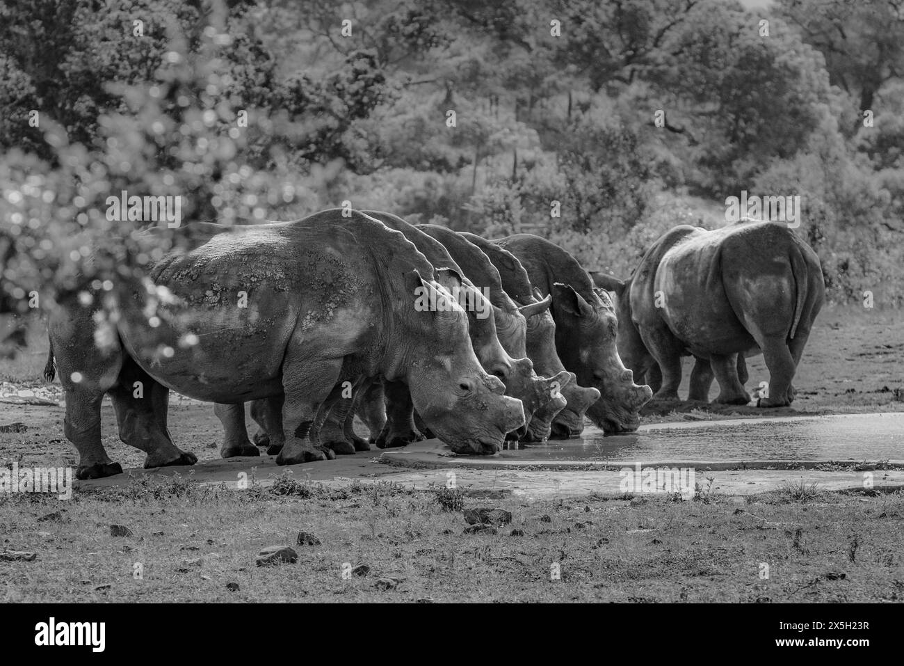 Six White Rhino drinking at a watering hole in Kruger Park Stock Photo ...