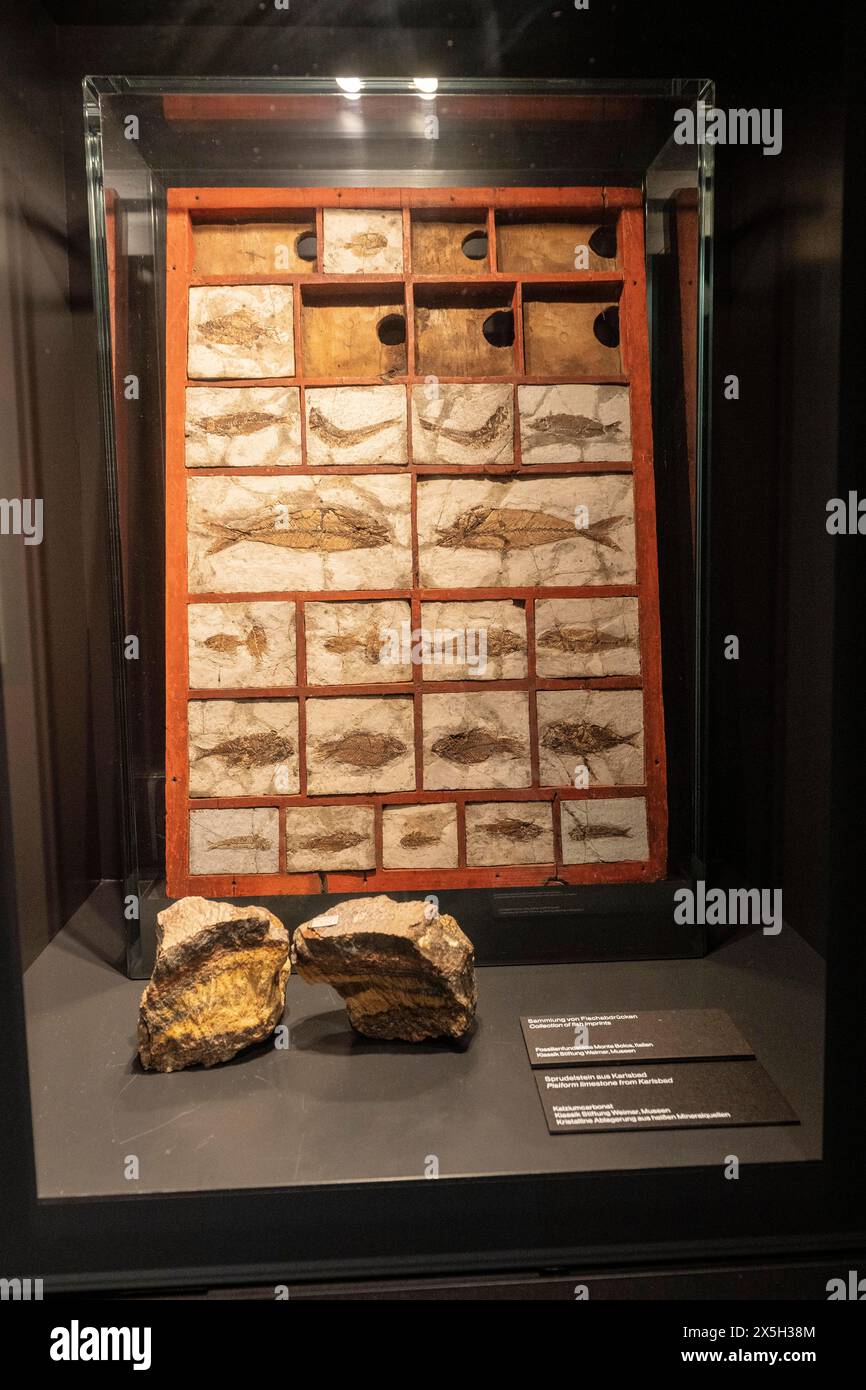 Exhibits, fossilised fish in the Goethe National Museum, Weimar ...