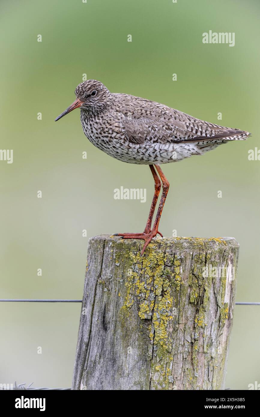 Common redshank (Tringa totanus) sitting on a pole, Lower Saxony ...