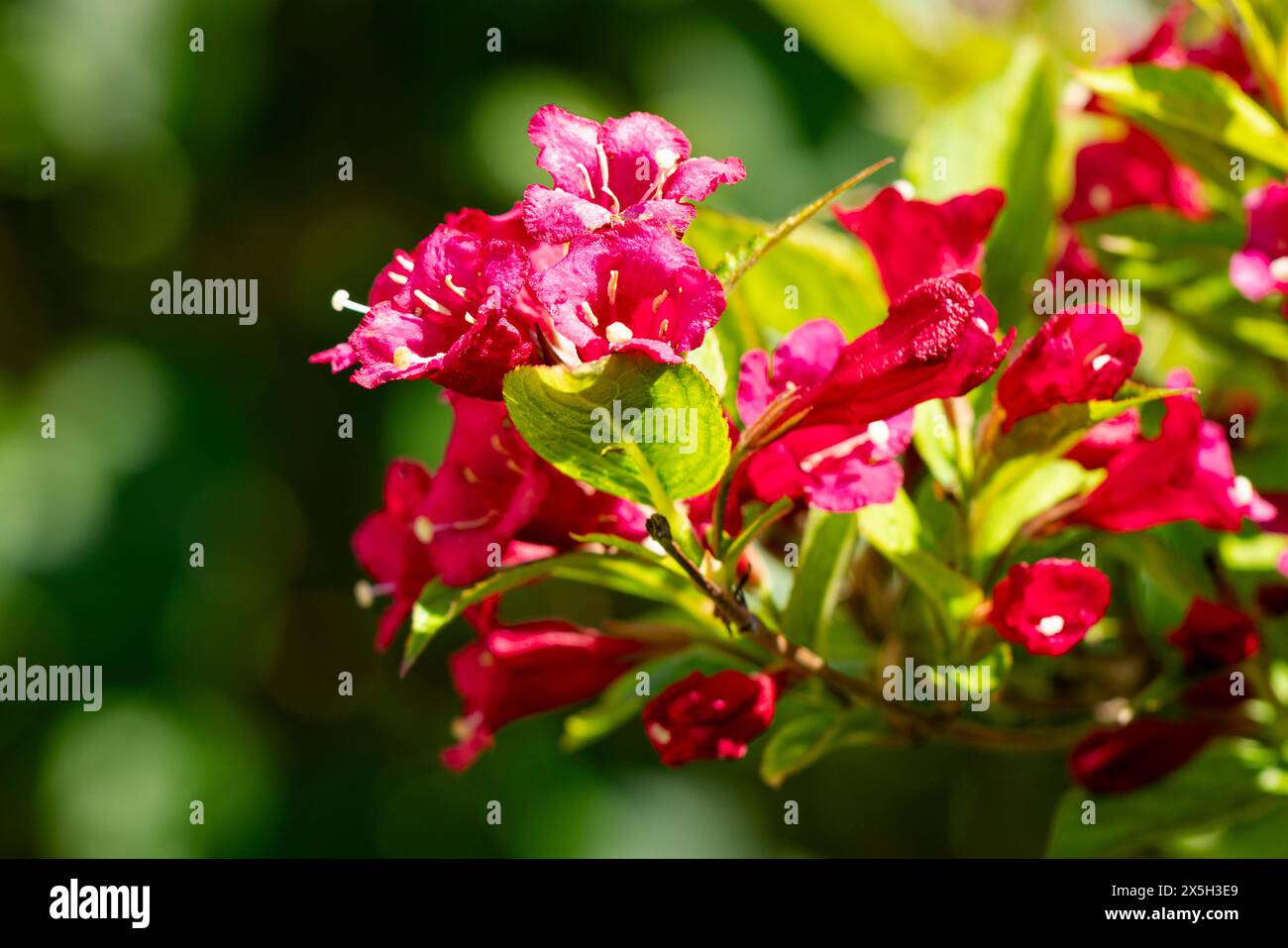 Vivid red flowers of the weigela in the sunlight, Ternitz, Lower ...