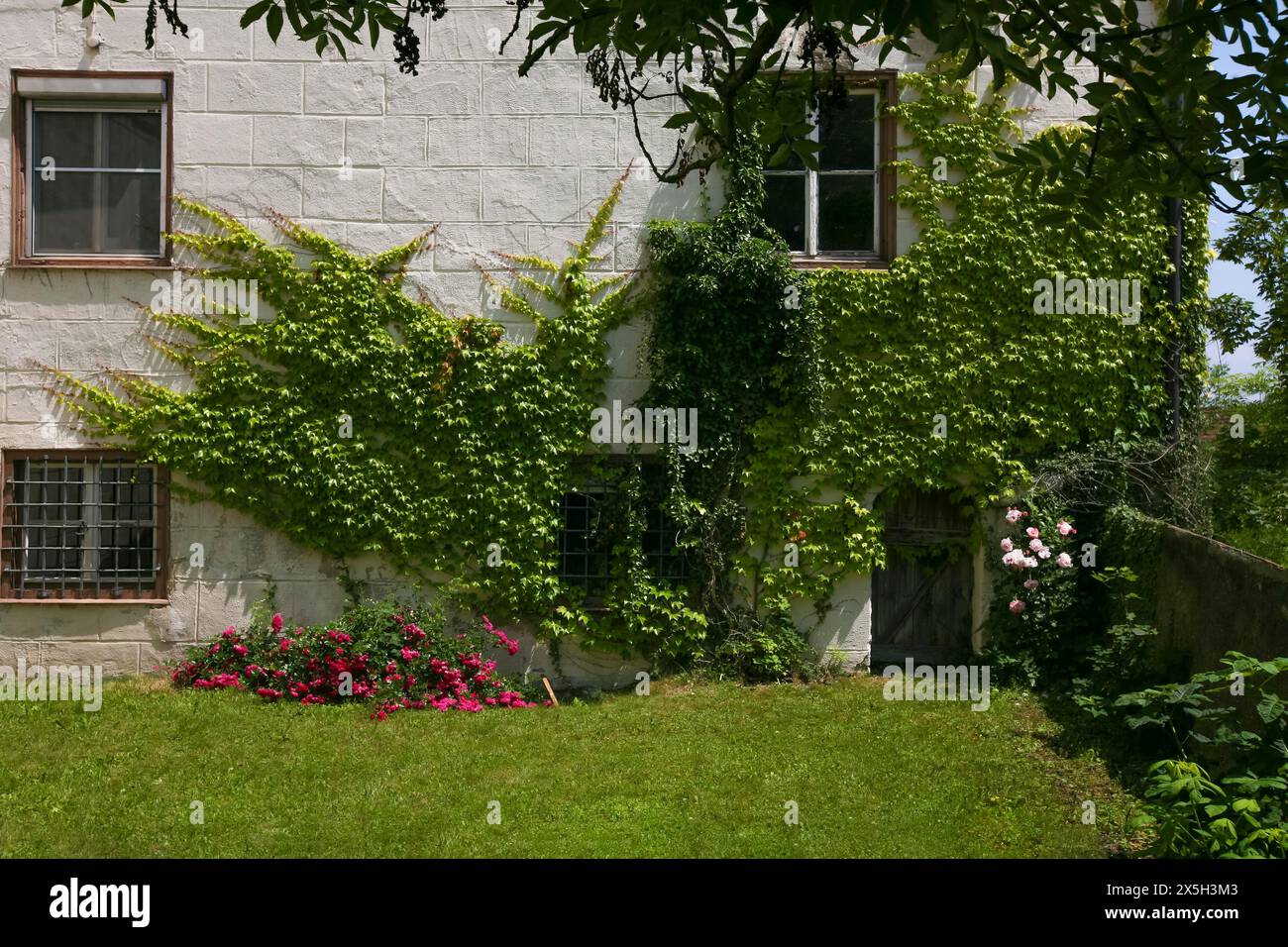 Brenz Castle, detail, facade, window, climbing plants, meadow, lawn ...