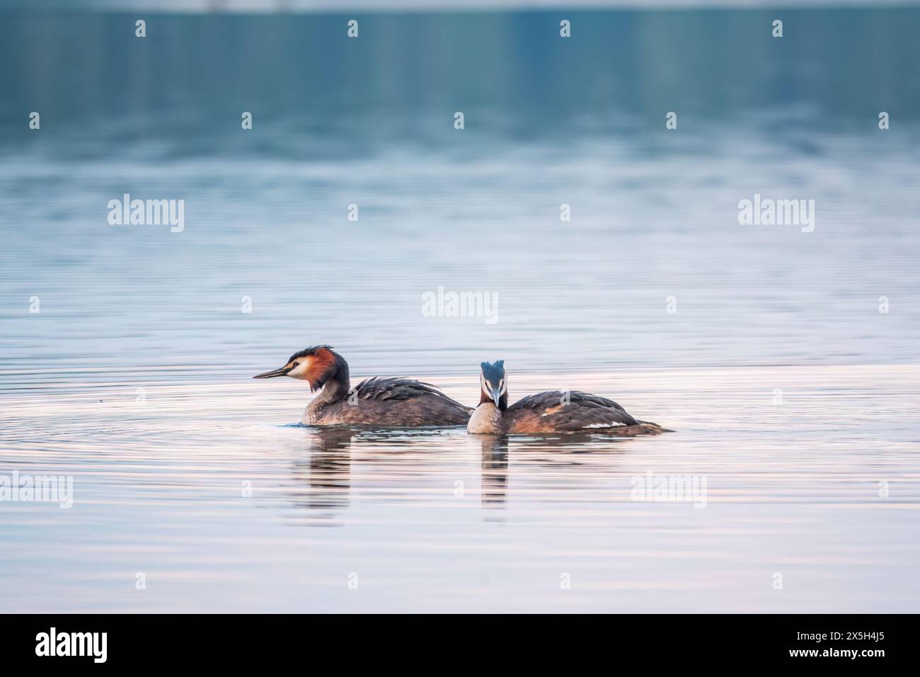 Two Great Crested Grebes swim in the lake. The great crested grebe ...