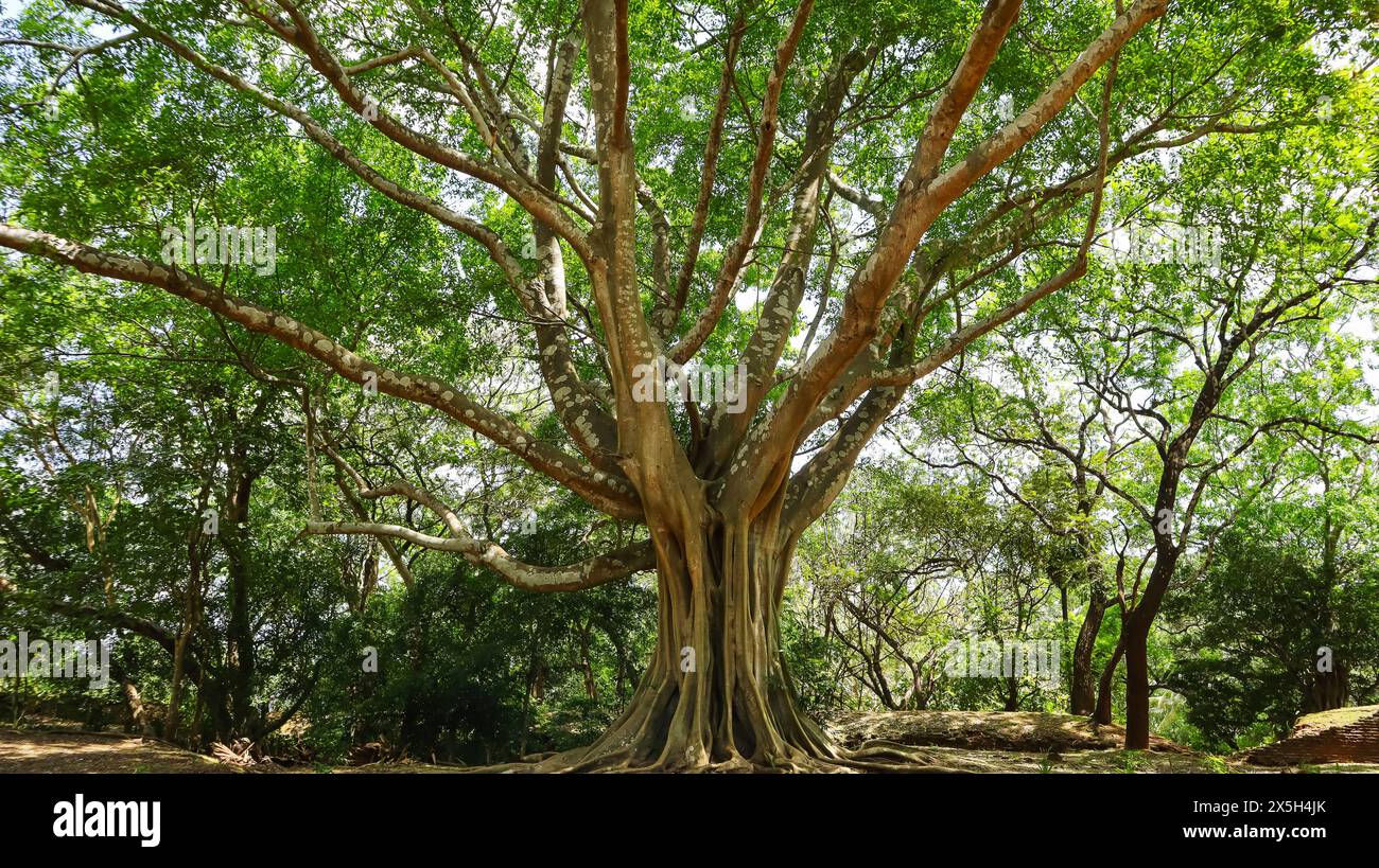Huge Banyan Tree in Polonnaruwa Ancient City, Polonnaruwa, Sri Lanka ...
