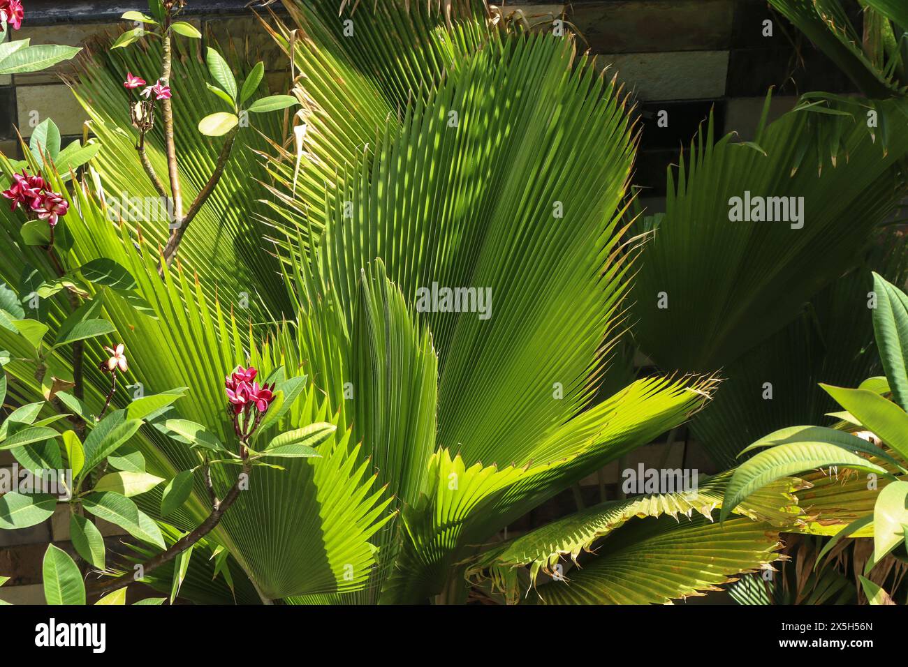Fresh Fan Palm plnats in House garden. Big sized Palm leaf light green ...