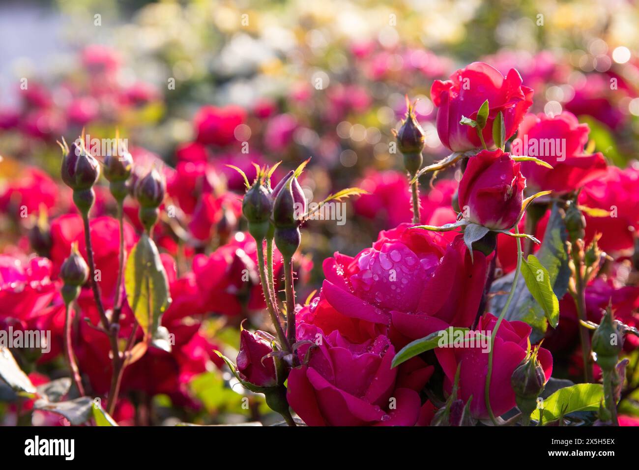 Beautiful red roses in raindrops Stock Photo - Alamy