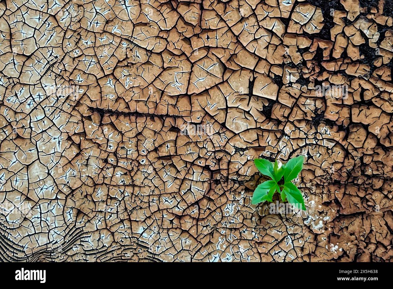 A small terrestrial plant is breaking through a cracked road surface ...