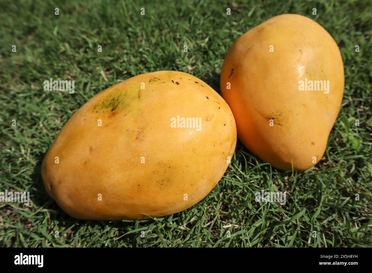 Fresh Mango fruits on grass outdoors Stock Photo - Alamy