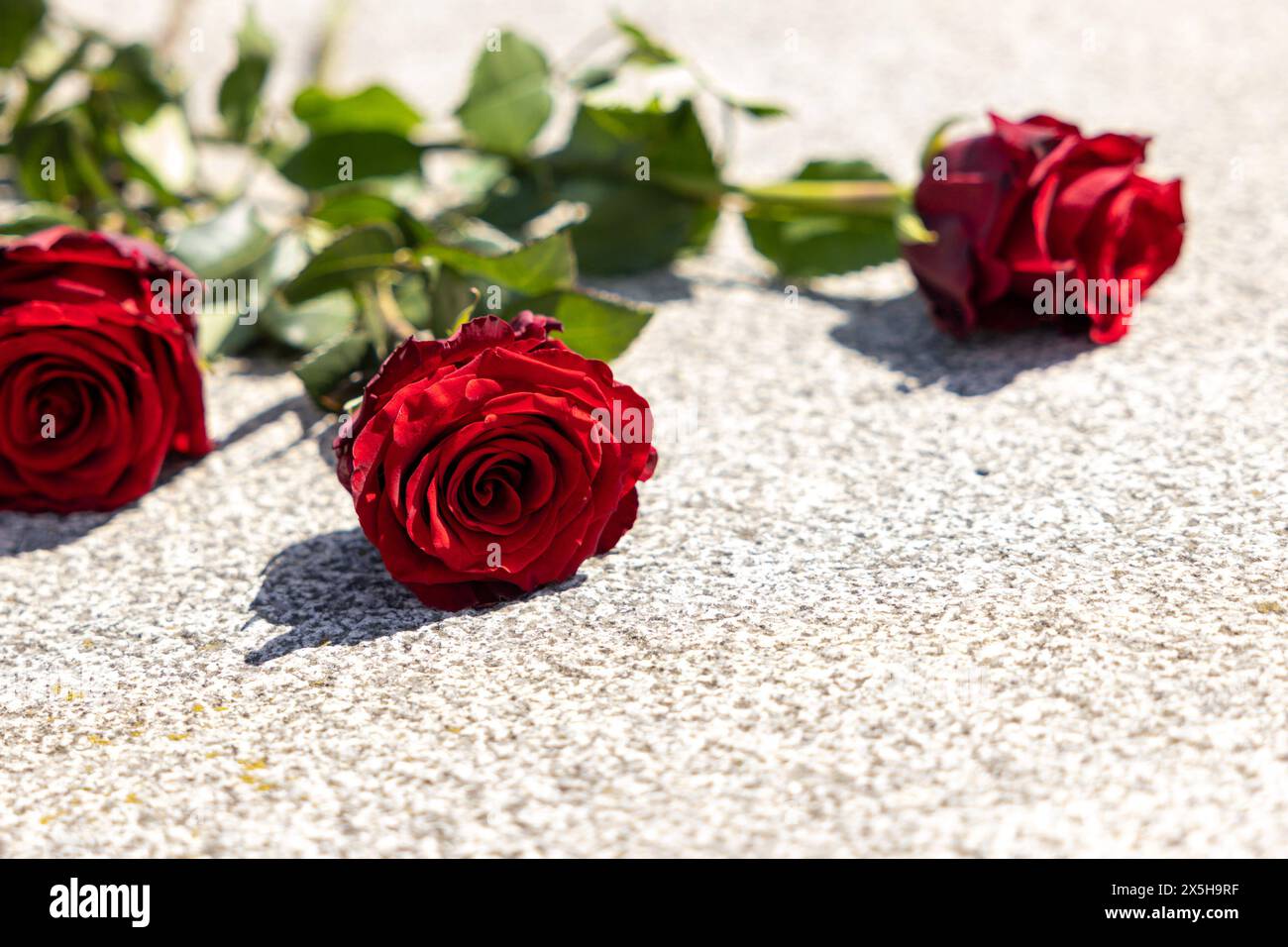 Berlin Tag der Befreiung, Treptower Park, Berlin Rote Rosen 79 ...