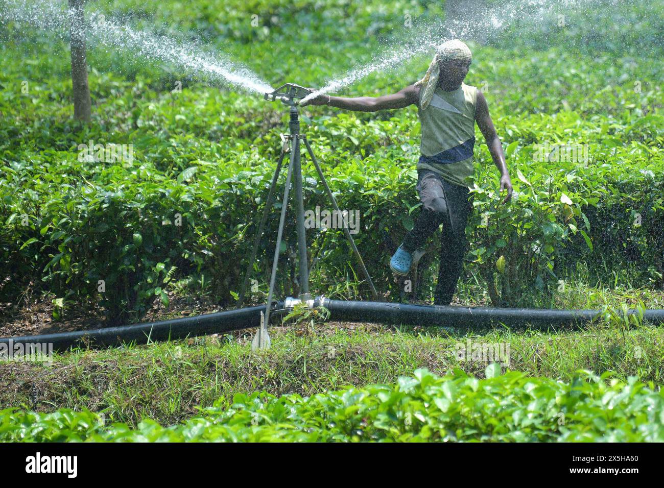 A worker skilfully operates a sprinkler irrigation system, nourishing ...