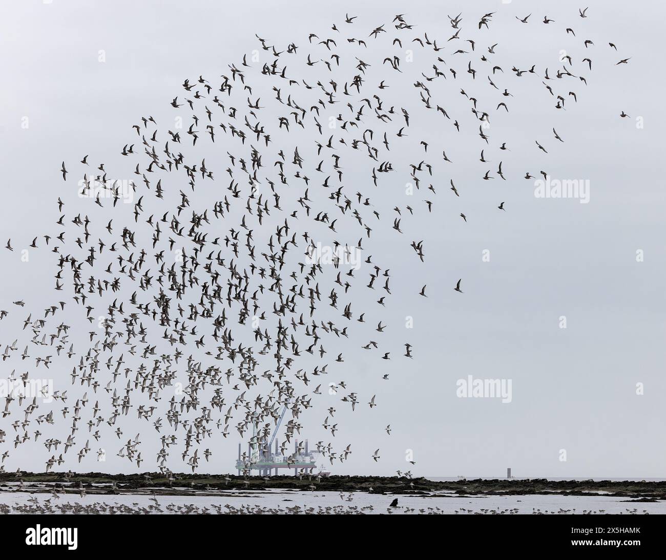 Flock of Knot [ Calidris canutus ] flying over the beach at Steart ...
