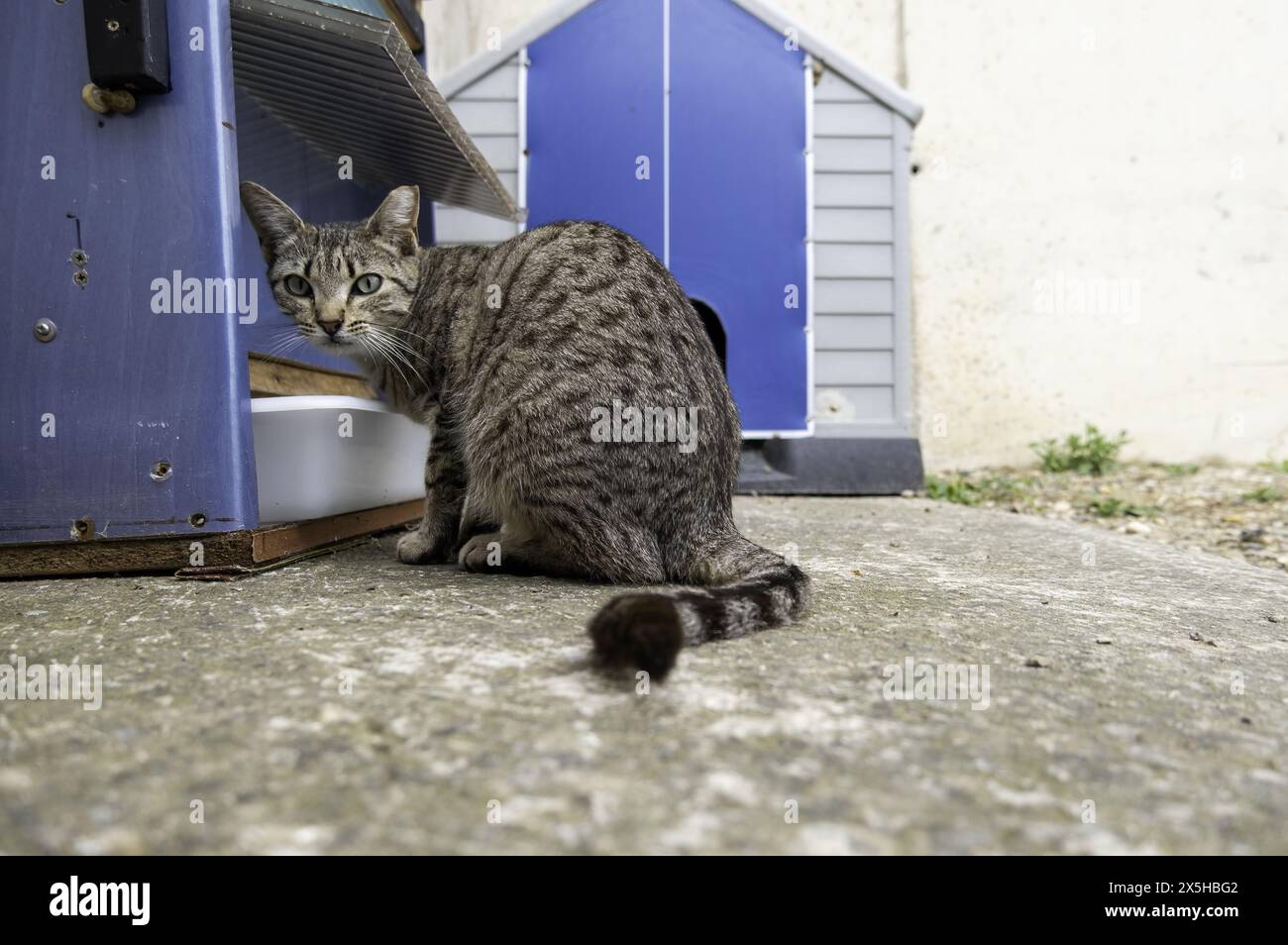 Detail of a group of sibling cats in a feline colony, adoption Stock ...