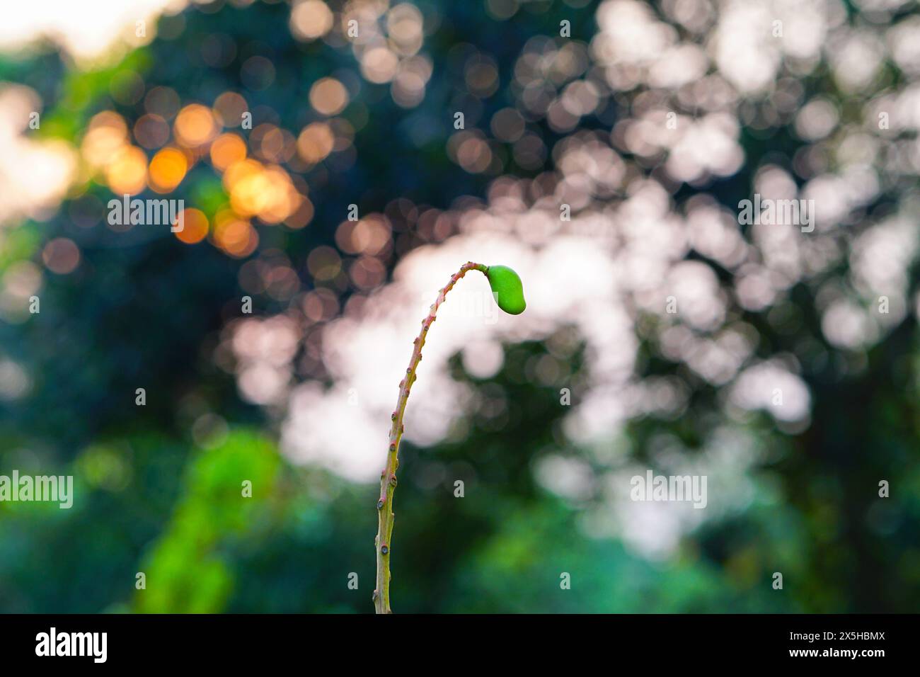 Fresh green small mango on beautiful sunset background Stock Photo - Alamy