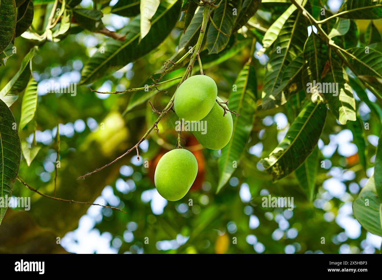 Mangifera indica mango tree leaf hi-res stock photography and images ...